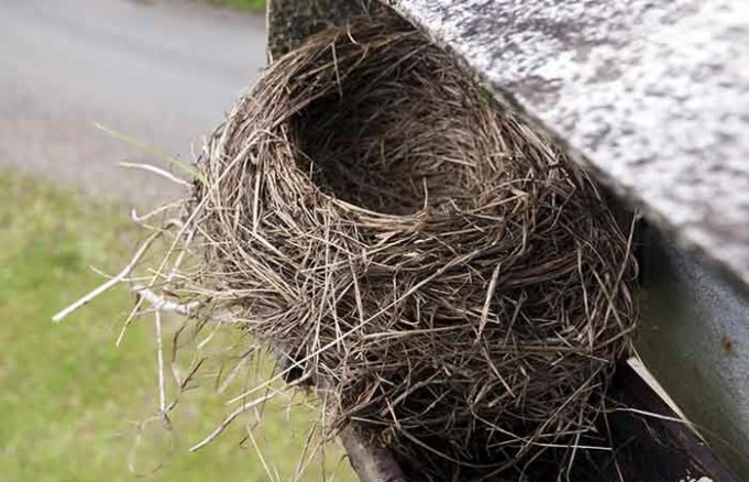How to Get Rid of Birds Nest in Gutter & Tips to Keep them Away | RoofScour