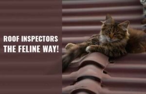 Roof Jokes: Funny Memes, Puns, Sayings & Slogans | RoofScour